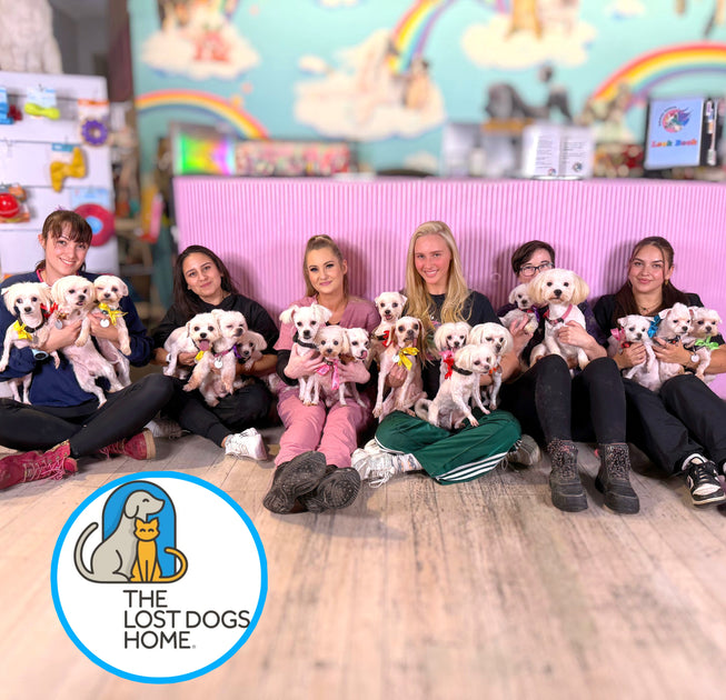 Grooming 21 Rescue dogs for The Lost Dogs Home – Uncanny Animals