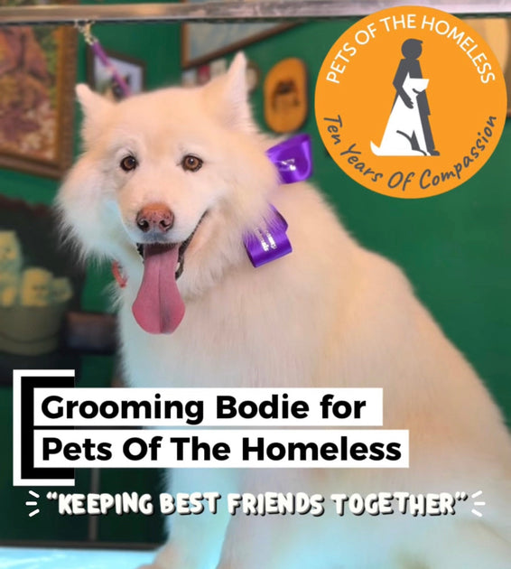 Grooming for Pets Of The Homeless – Uncanny Animals