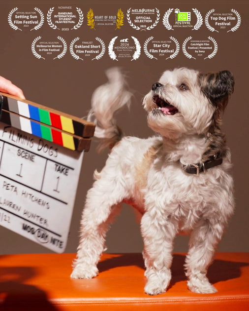 Filming Dogs - Short Documentary – Uncanny Animals
