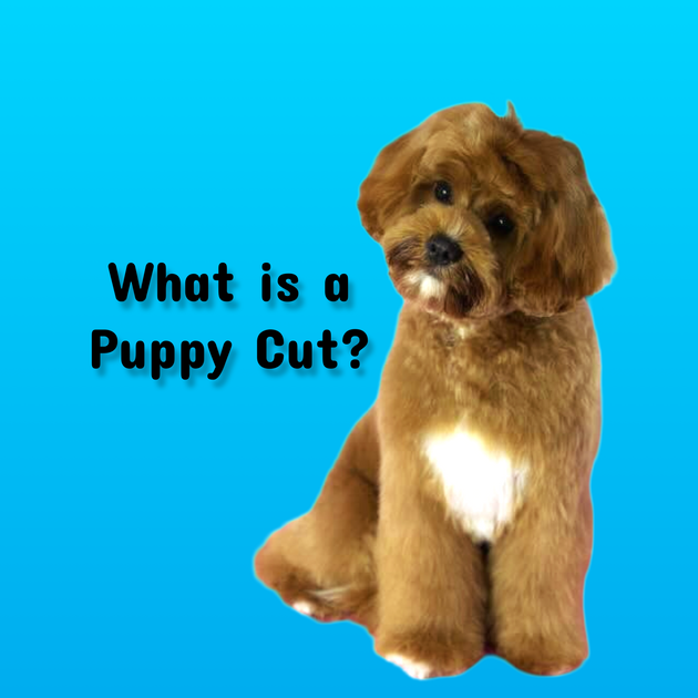 What is a Puppy Cut? – Uncanny Animals