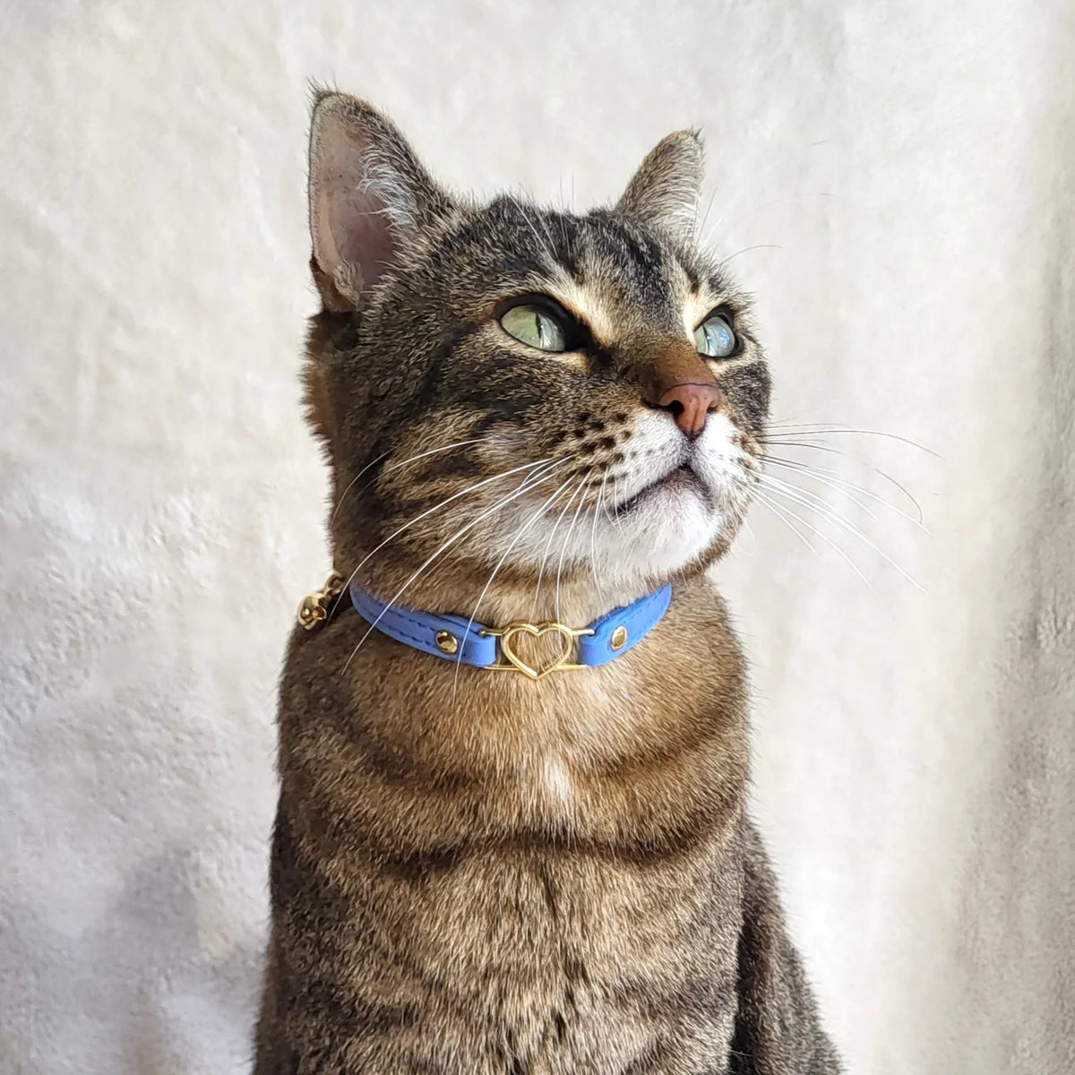 Cat Collar - Periwinkle – Uncanny Animals