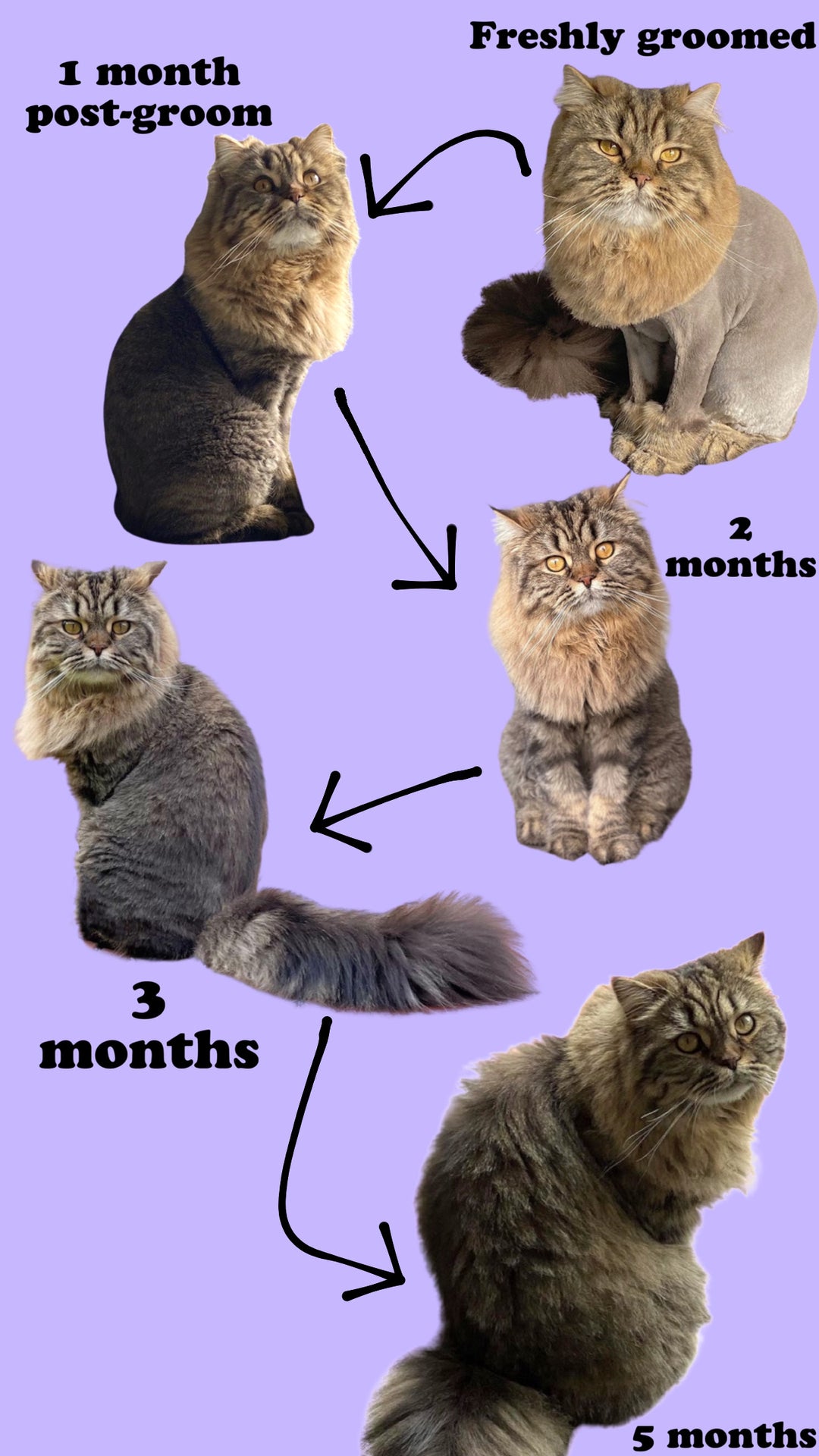 How Long Does A Lion Cut Last On A Cat