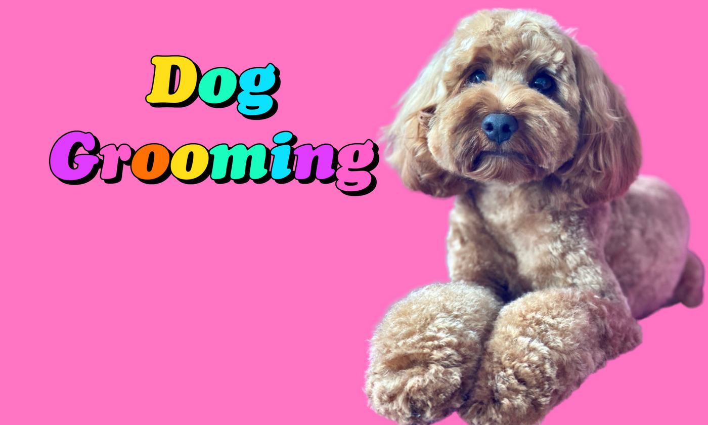 Uncanny Animals - elite pet grooming and boutique store!