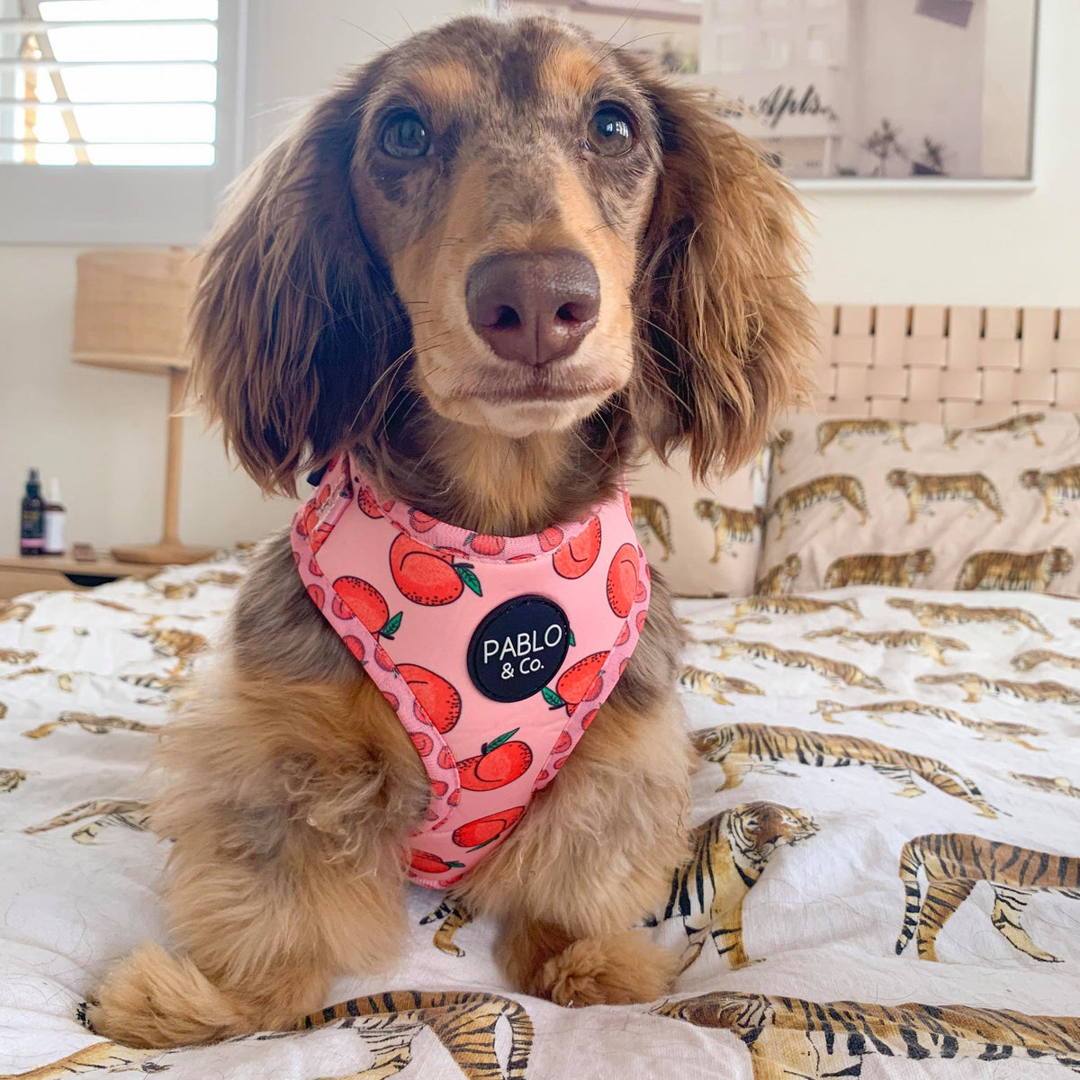 Peachy Adjustable Harness – Uncanny Animals