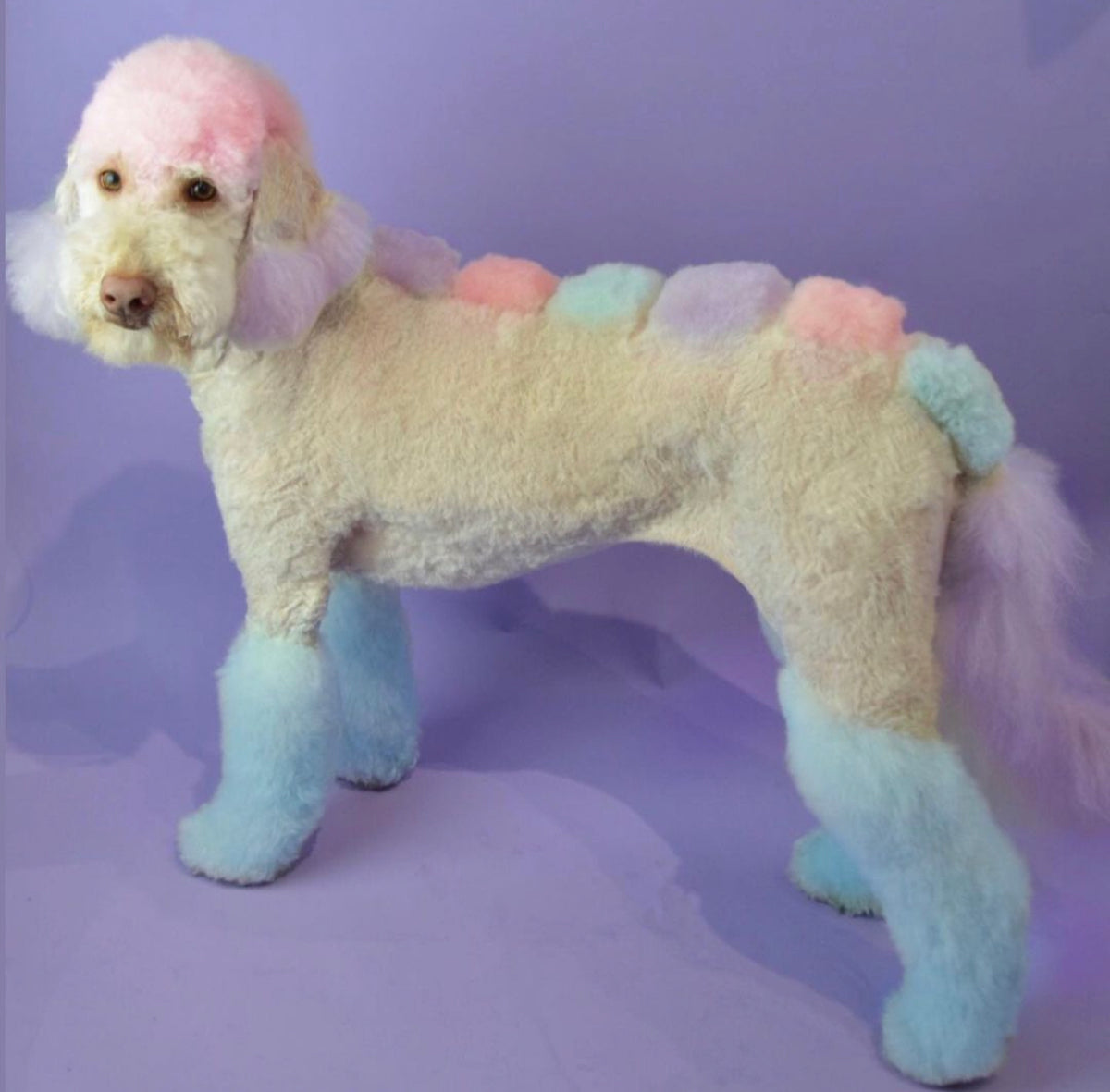 Funky Colour Shampoo 60ml – Uncanny Animals